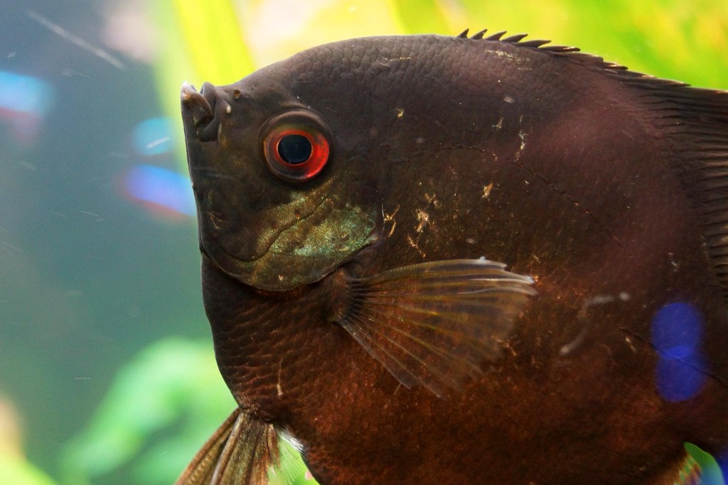 Skalar oder Segelflosser, Pterophyllum scalare - Korallen & Meer